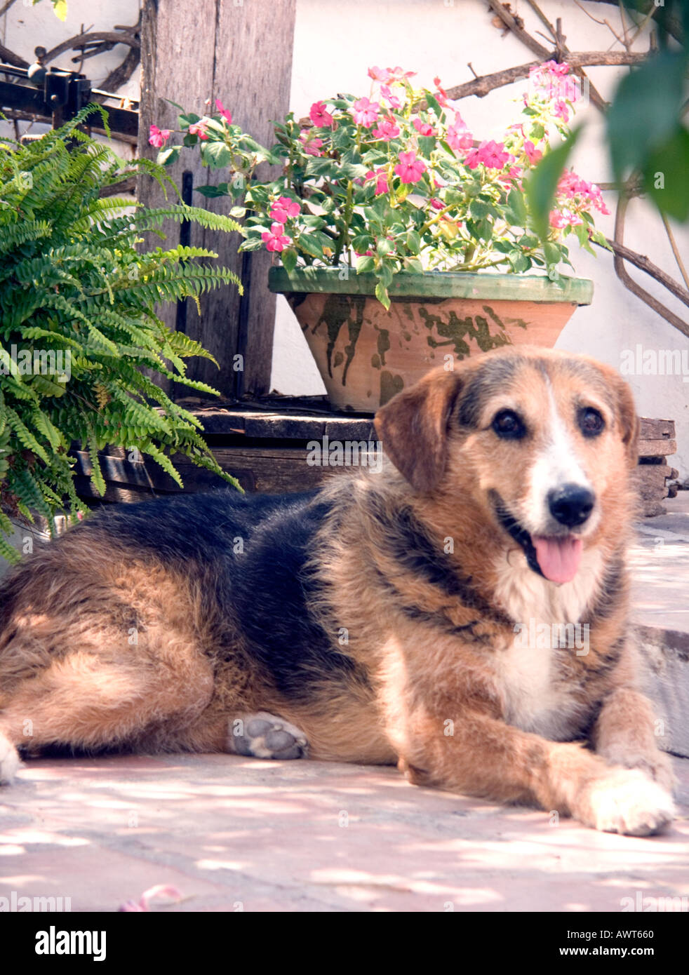 Dog resting on a tiled Mediterranean patio Sandy close up portrait ...