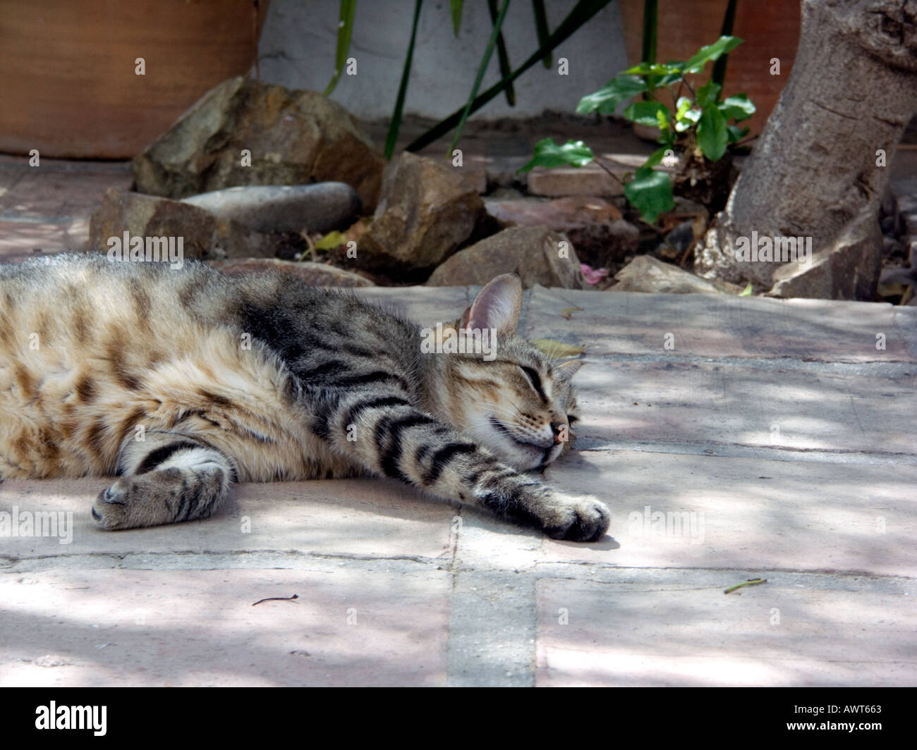 Cat sleeping on patio hi-res stock photography and images - Alamy