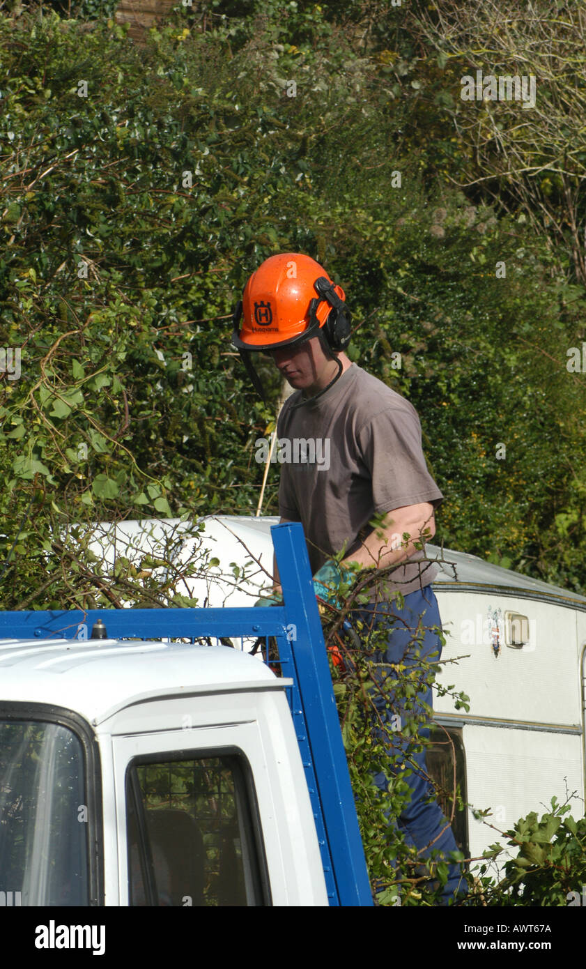 Tree Surgeons cutting and pruning sycamore trees then taking the wood ...