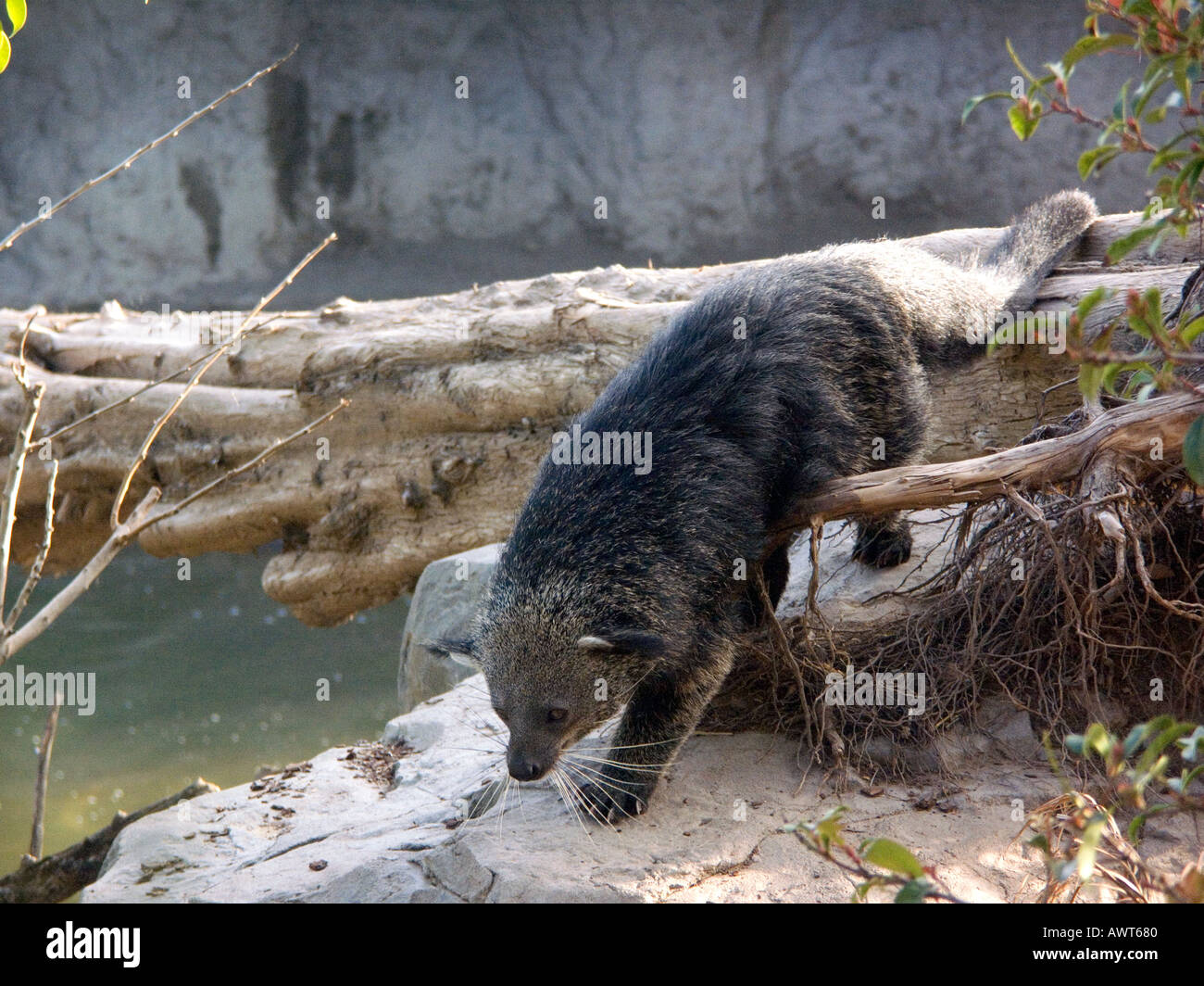 captive bearcat (Binturong arctictis) binturong, binturong, bearcats ...
