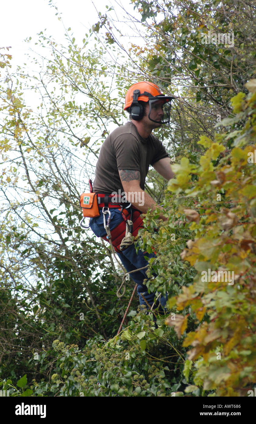 Tree Surgeons cutting and pruning sycamore trees Stock Photo - Alamy