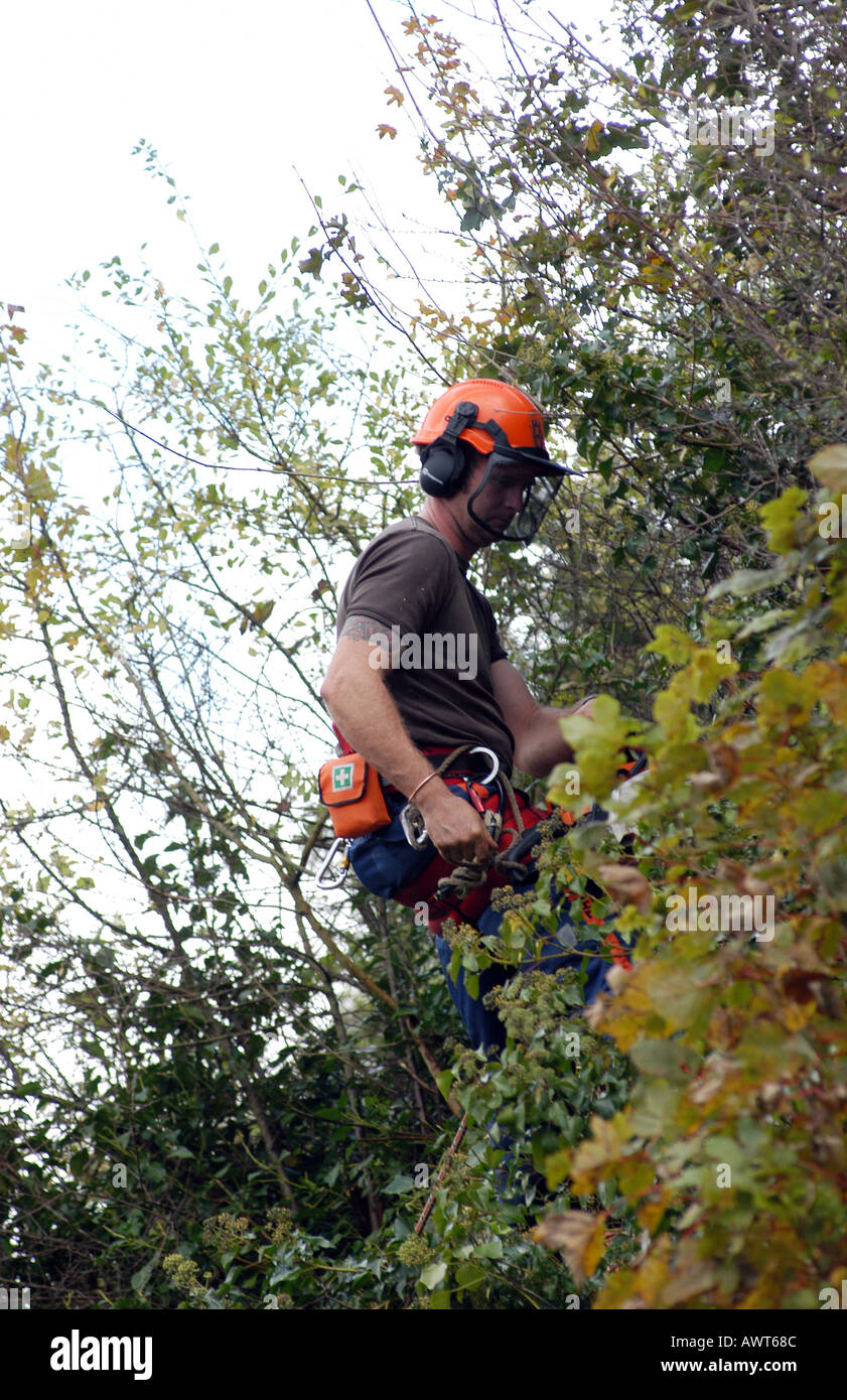 Tree Surgeons cutting and pruning sycamore trees Stock Photo - Alamy