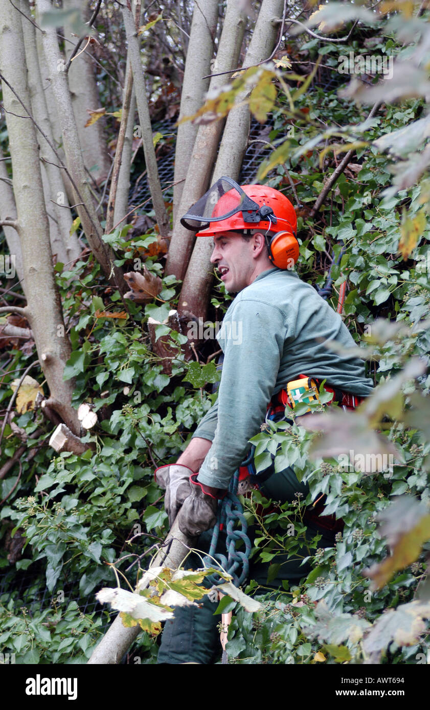 Woodsman cutting trees hi-res stock photography and images - Alamy