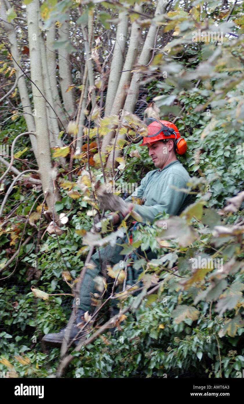 Tree Surgeons cutting and pruning sycamore trees Stock Photo - Alamy