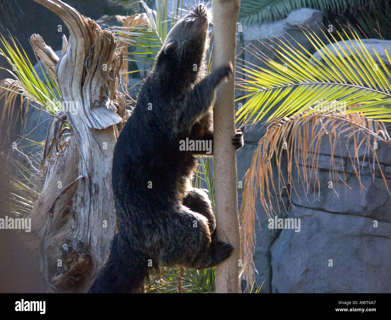 captive bearcat (Binturong arctictis) binturong, binturong, bearcats ...