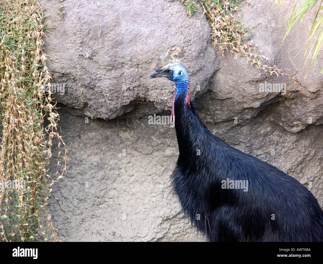 Captive double wattled cassowary casuarius casuarius hi-res stock photography and images - Alamy