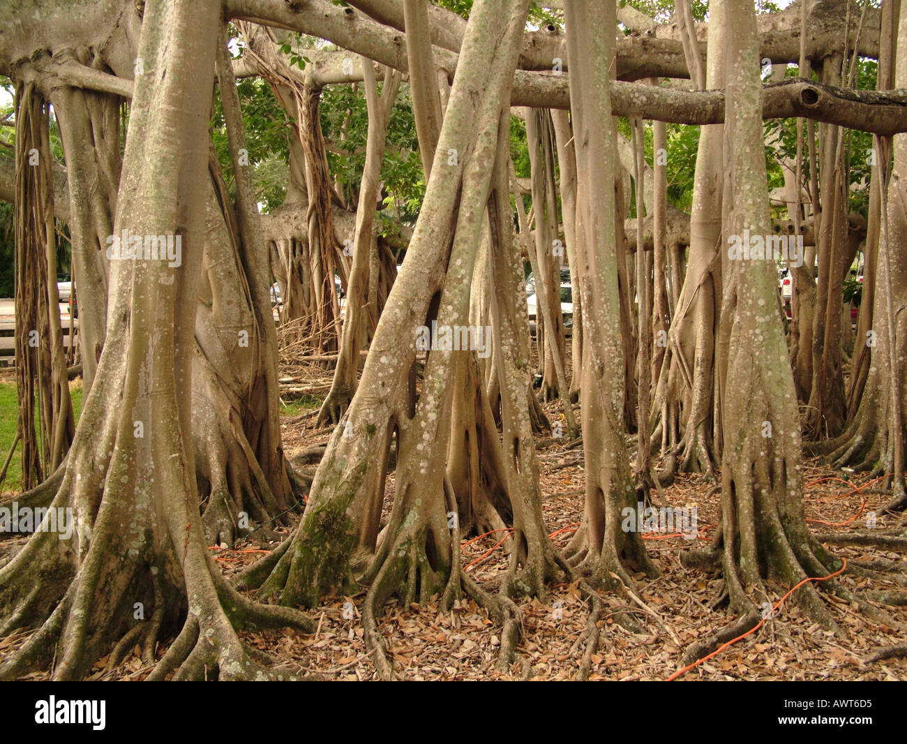 Largest banyan tree in united states hi-res stock photography and ...