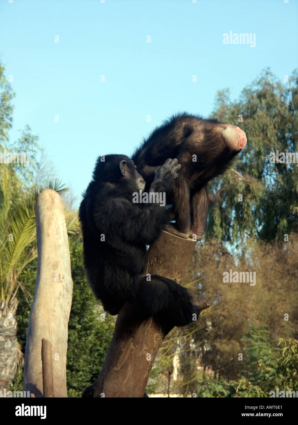 Chimpanzees ( Pan troglodytes ) Male and Female captive bred male ...