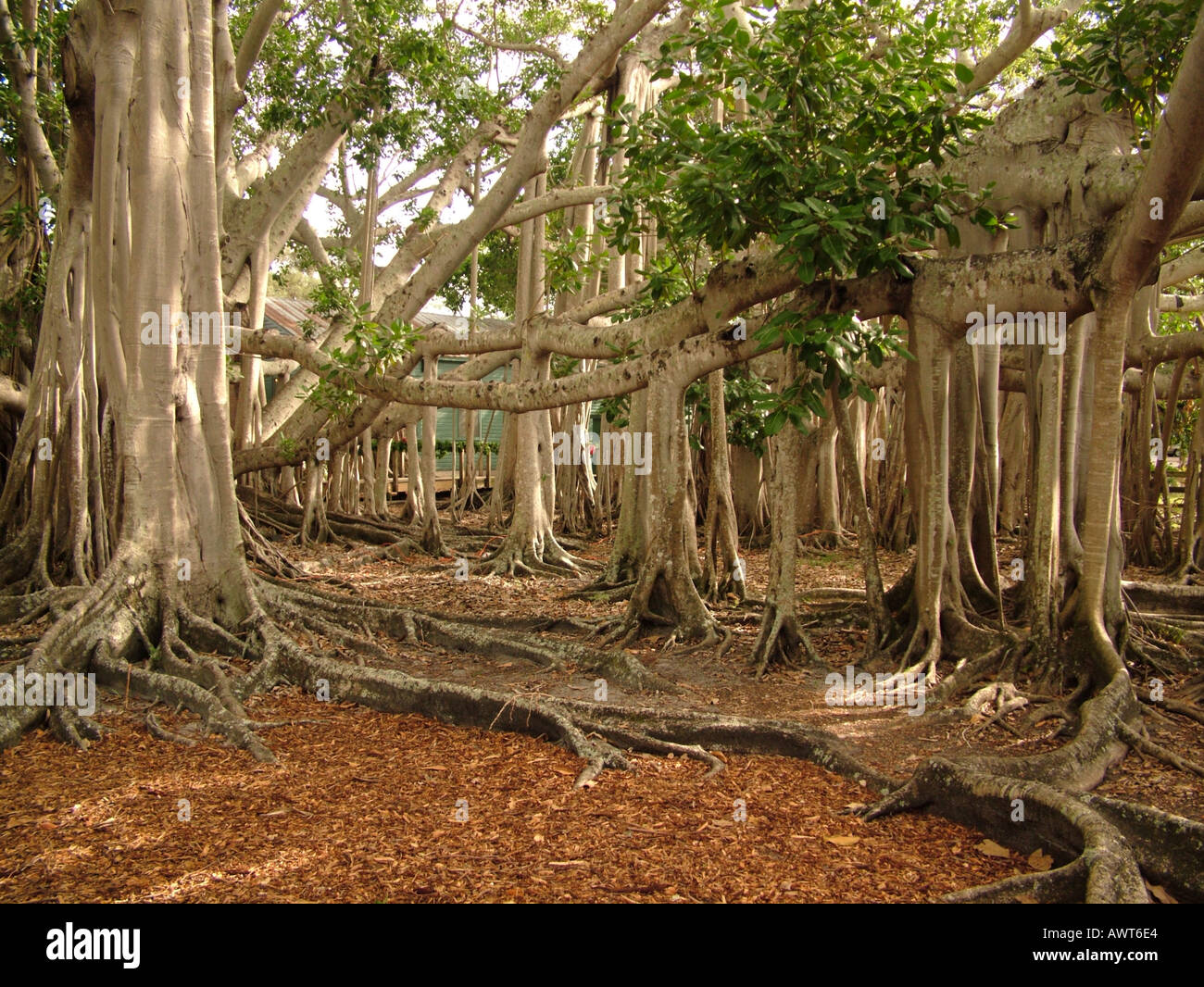 Largest Banyan Tree High Resolution Stock Photography and Images - Alamy