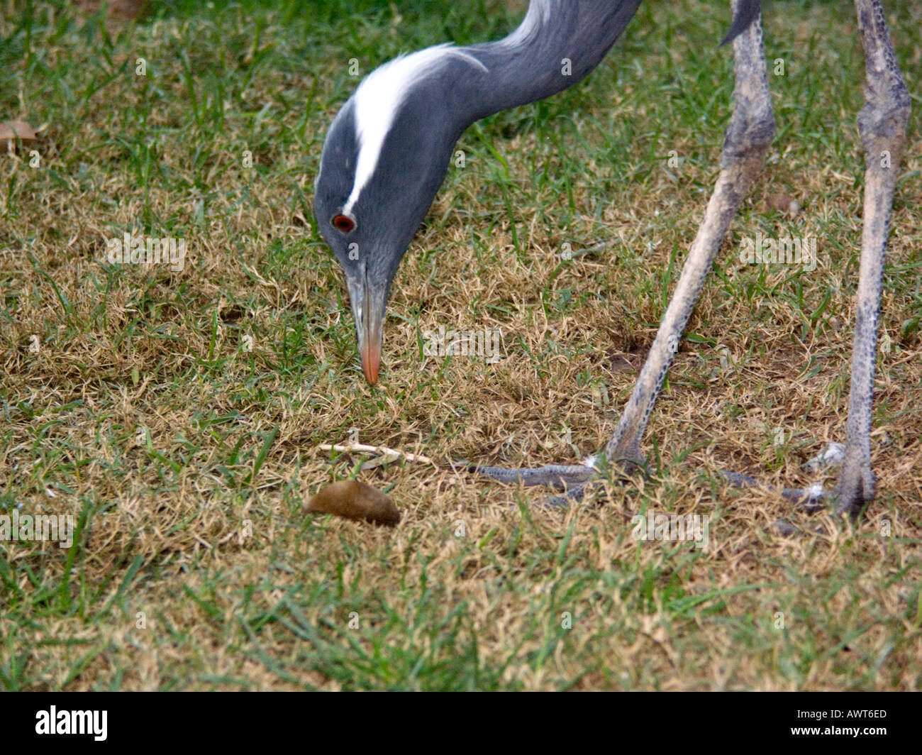 Demoiselle cranes migratory birds hi-res stock photography and images ...