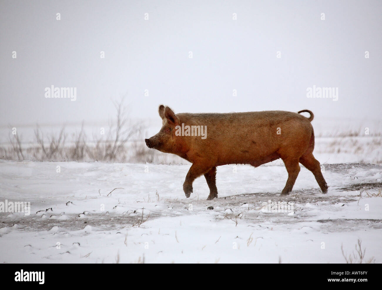 Pig in winter Stock Photo - Alamy