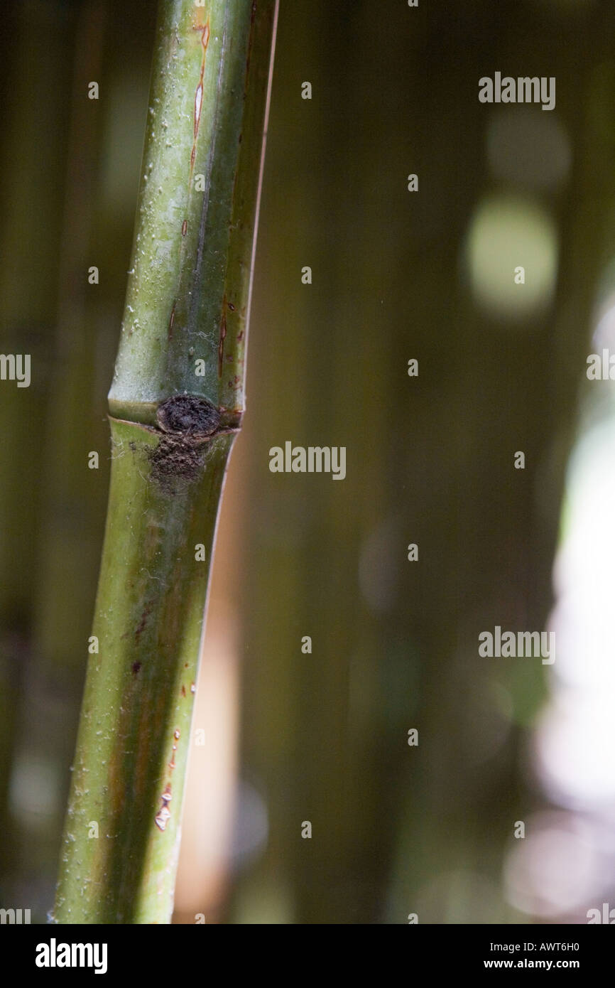 Single bamboo in Big Sur, July Stock Photo - Alamy