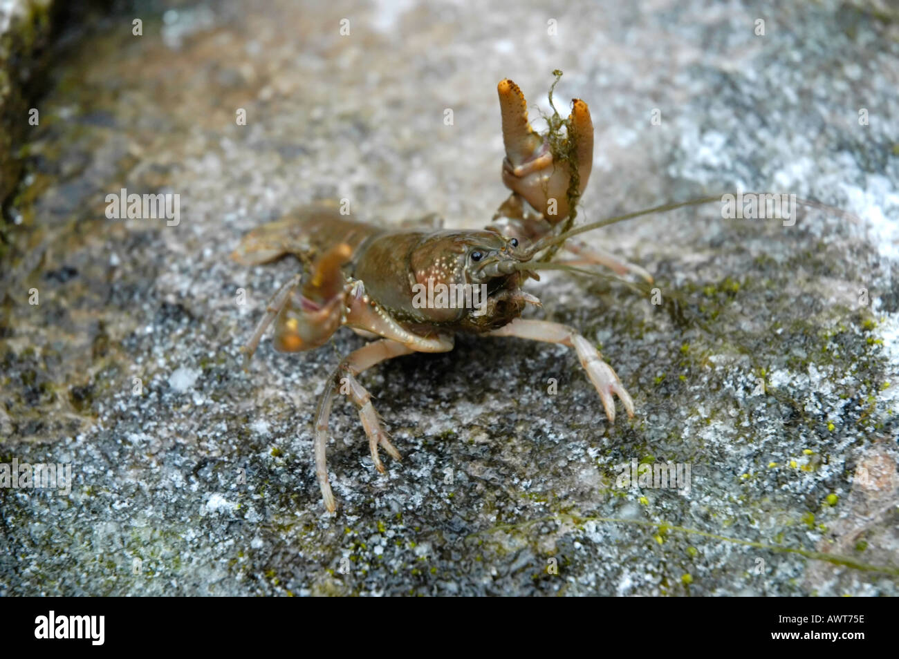 Crayfish stream crawdad creek High Resolution Stock Photography and ...