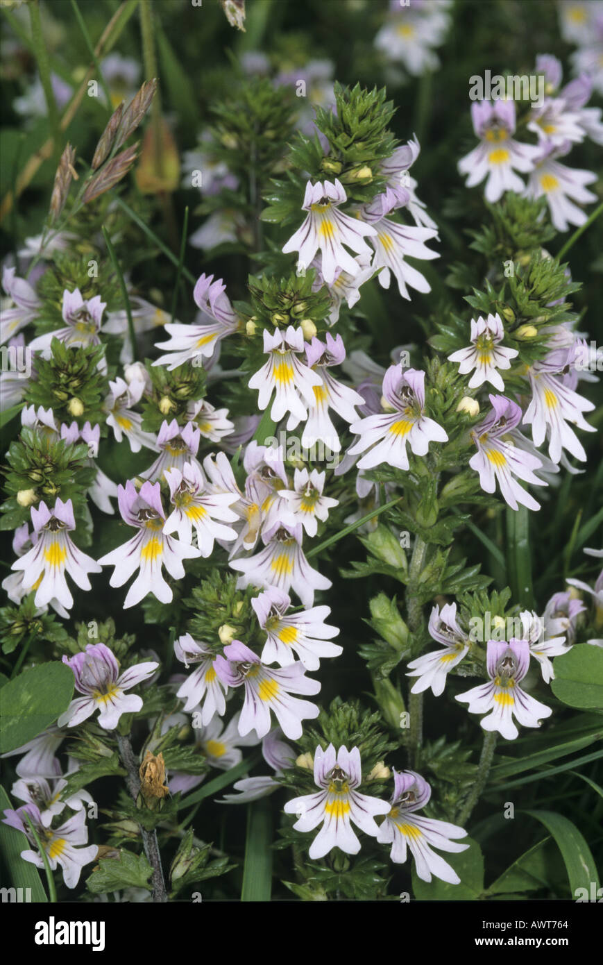 EYEBRIGHT Euphrasia officinalis Stock Photo - Alamy