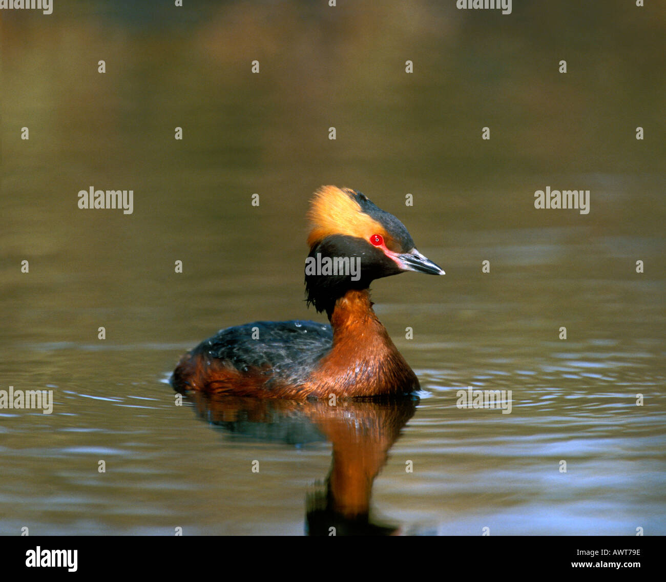 Slavonian grebe britain hi-res stock photography and images - Alamy
