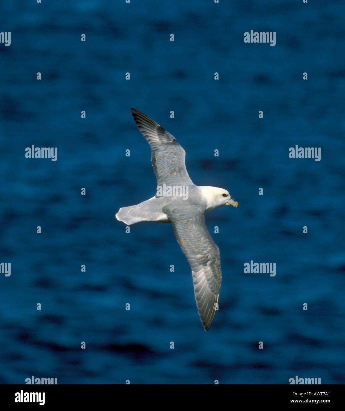 Fulmar in flight hi-res stock photography and images - Alamy