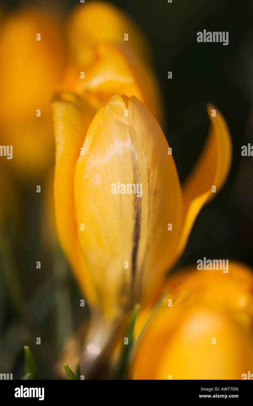 Dutch yellow crocus hi-res stock photography and images - Alamy