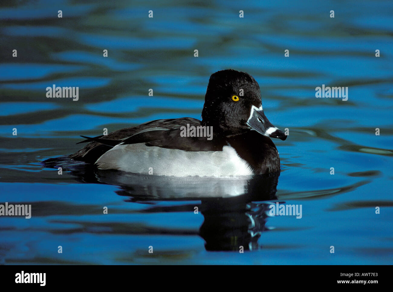 RING NECKED DUCK MALE Stock Photo - Alamy