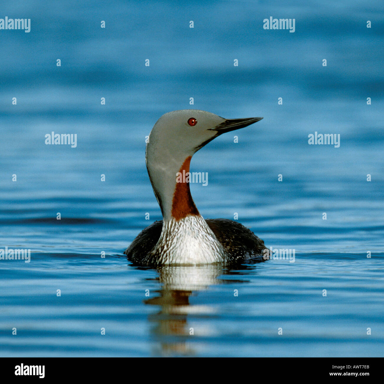 RED THROATED DIVER Stock Photo - Alamy