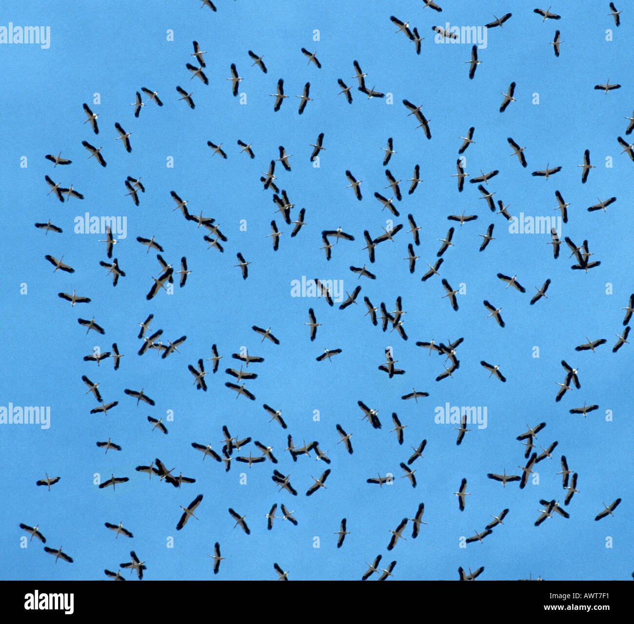 WHITE STORK FLOCK Stock Photo - Alamy