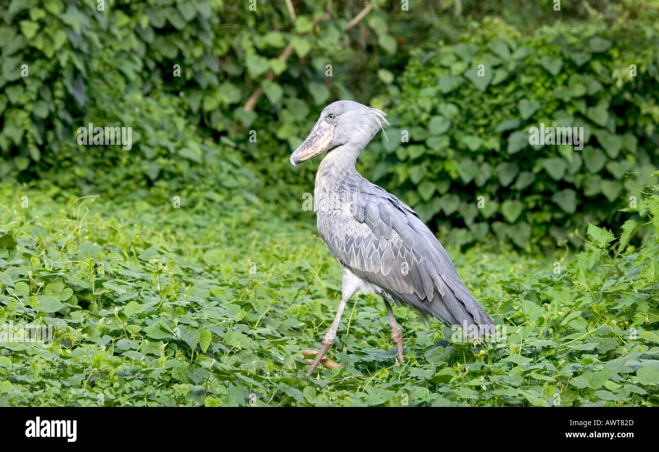 Shoebill stork habitat hi-res stock photography and images - Alamy