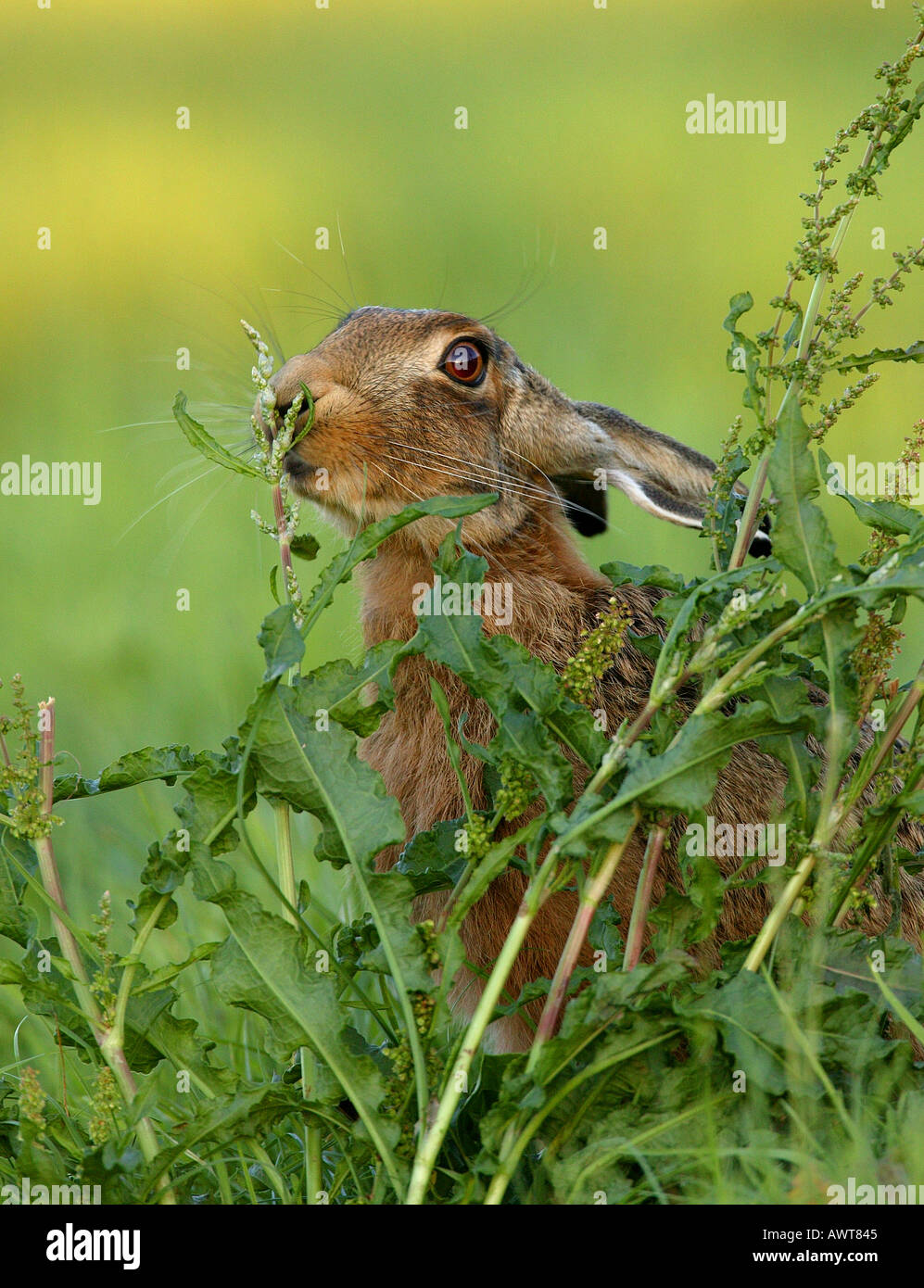 BROWN HARE Lepus capensis Stock Photo - Alamy