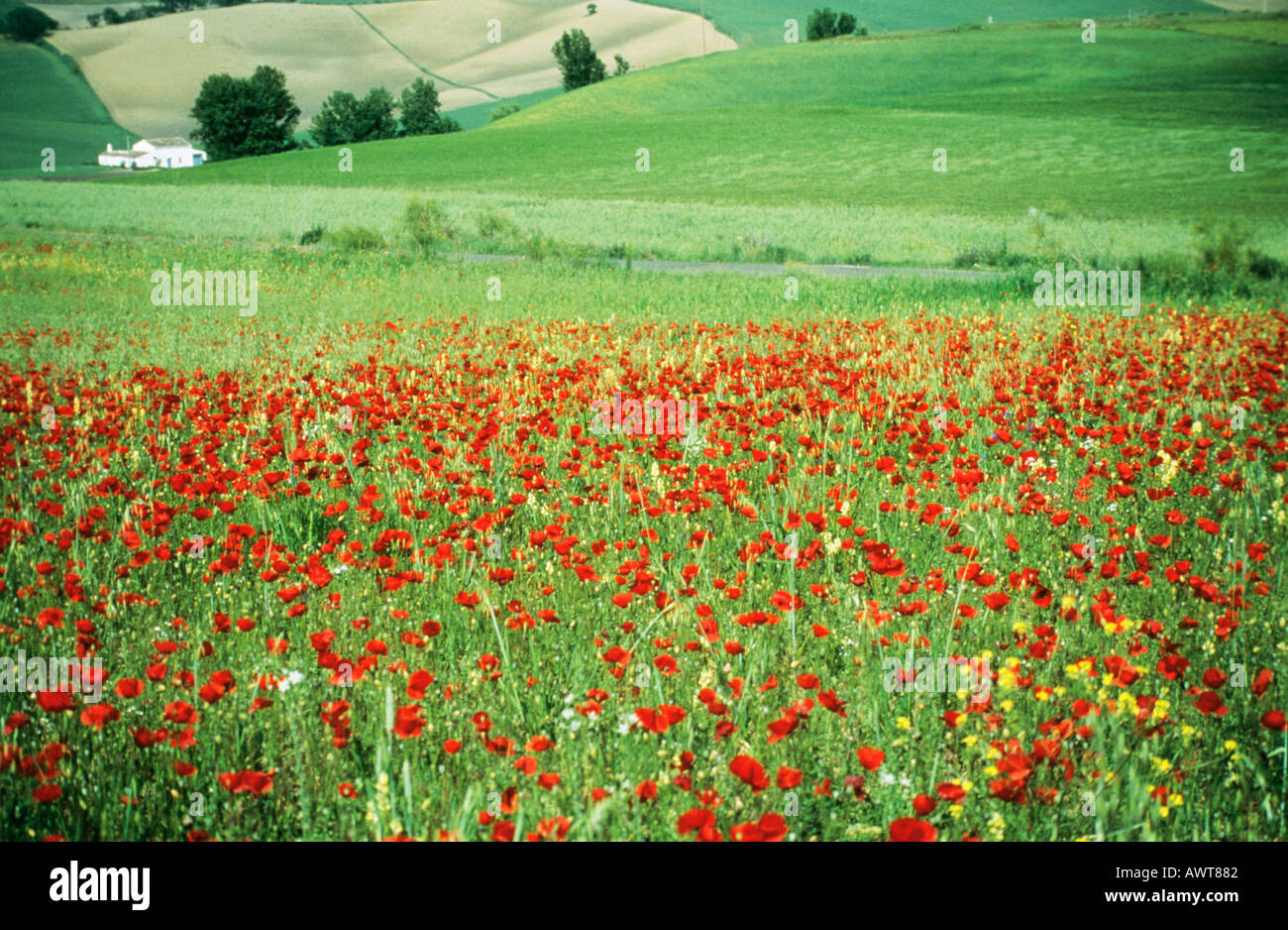Spain andalucia farmhouse lush green pastures poppy fields landsacpe ...
