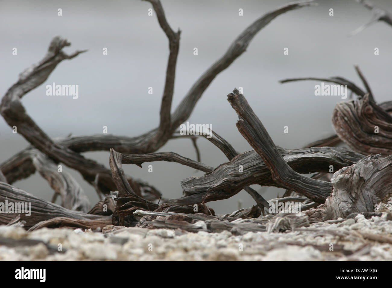 Sulfur root hi-res stock photography and images - Alamy