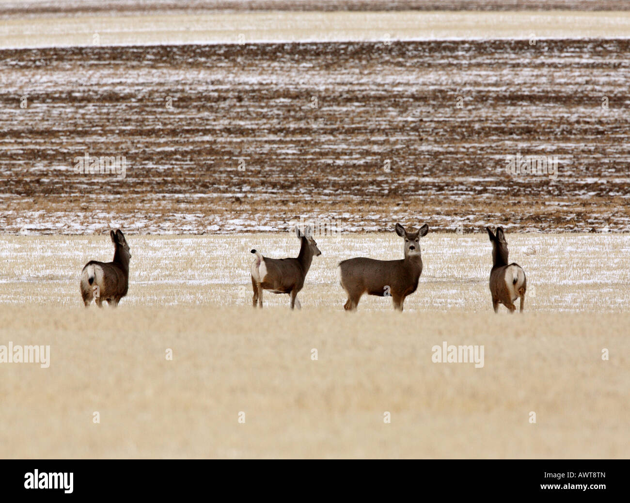 Small herd of Mule Deer in winter Stock Photo - Alamy