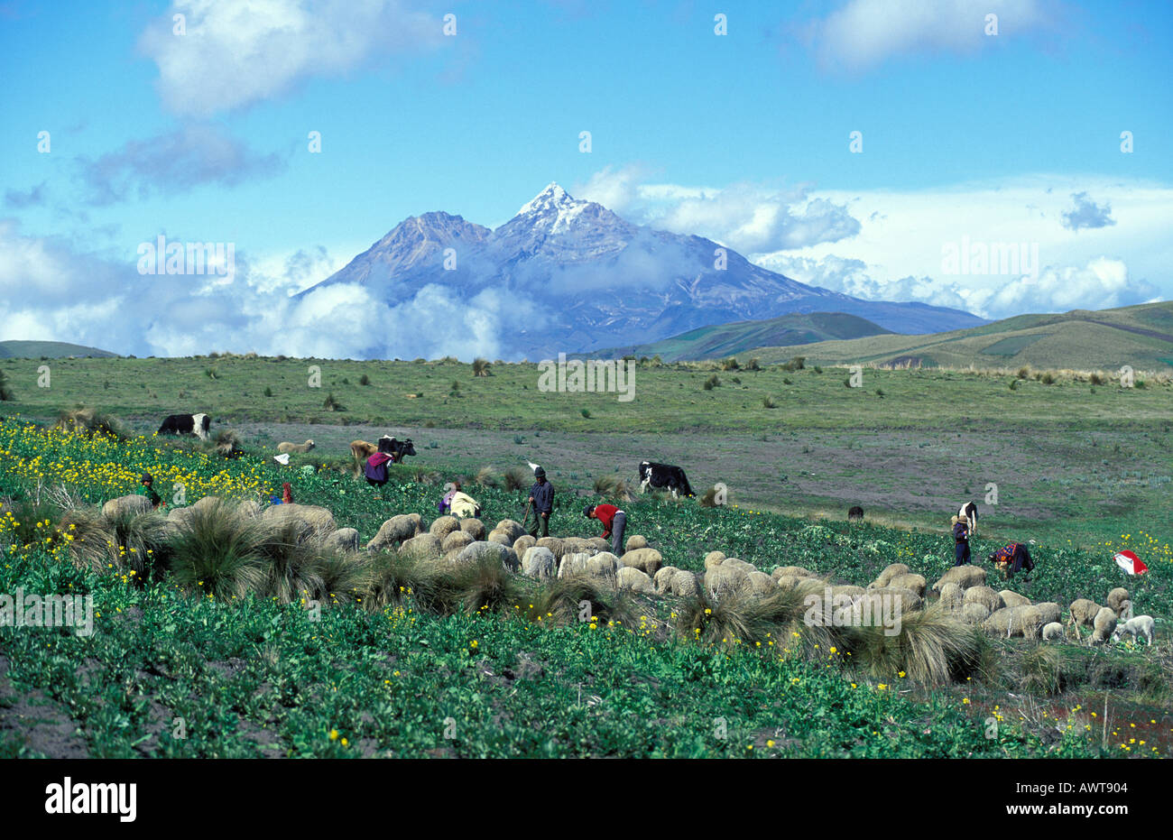 Farmers working in the field at the Andes mountain at the Sierra area ...