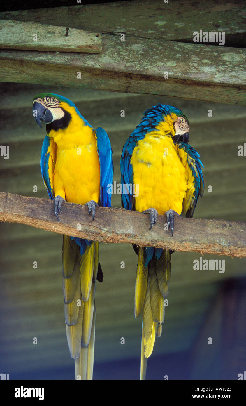 Two Macaw parrots in the Oriente jungle area Ecuador Stock Photo - Alamy