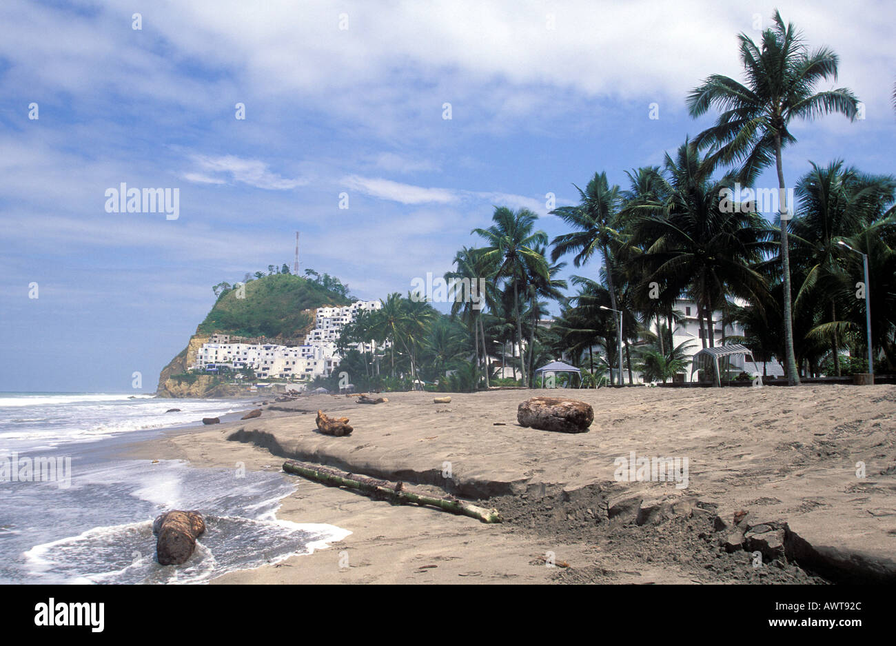 Plam trees at Same beach northeren beaches area near Esmeraldas Ecuador ...