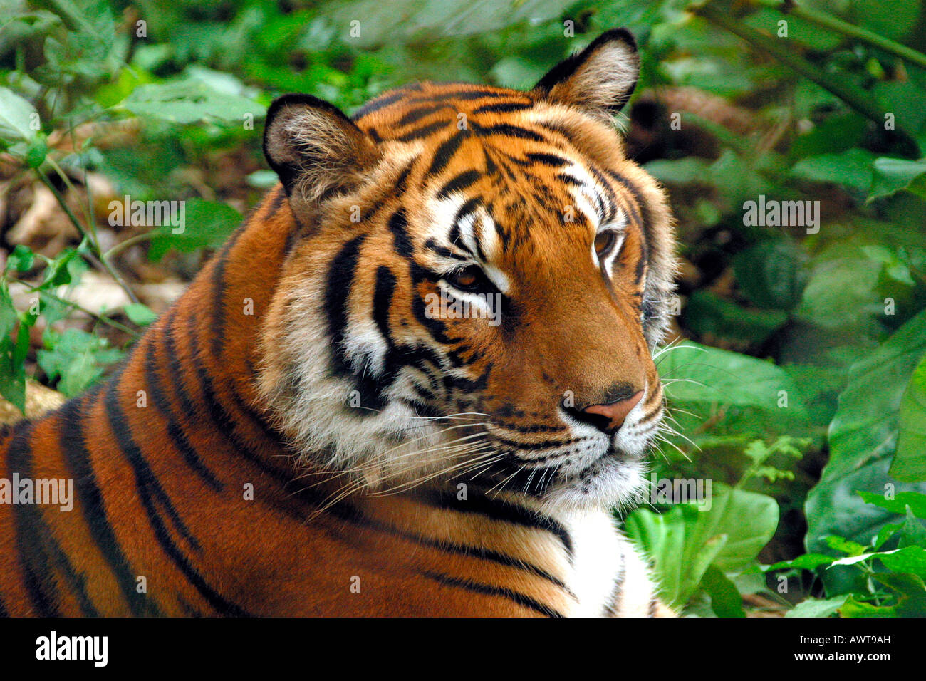 Laos Luang Prabang district Tat Kuang Si orphaned tiger Stock Photo - Alamy