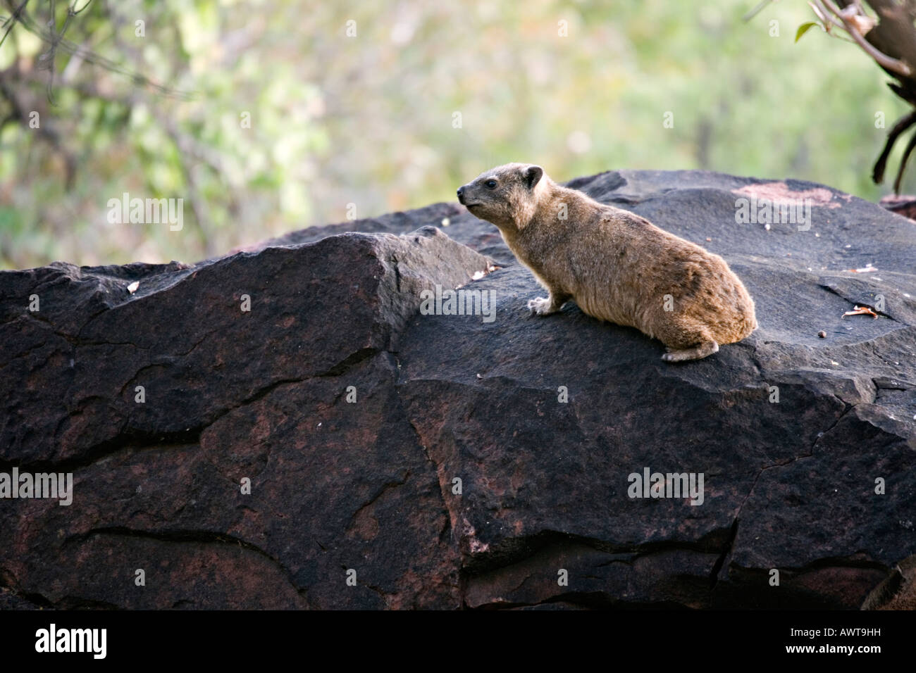 Rock dassie basking in hi-res stock photography and images - Alamy
