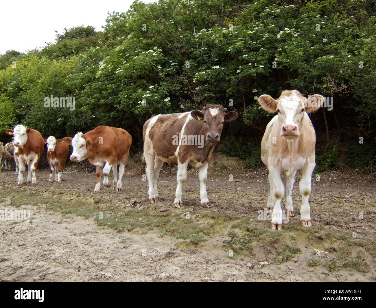 Cattle sussex hi-res stock photography and images - Alamy
