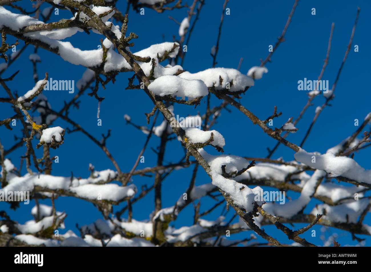 Freshly fallen snow on the branches of a fruit tree Stock Photo - Alamy