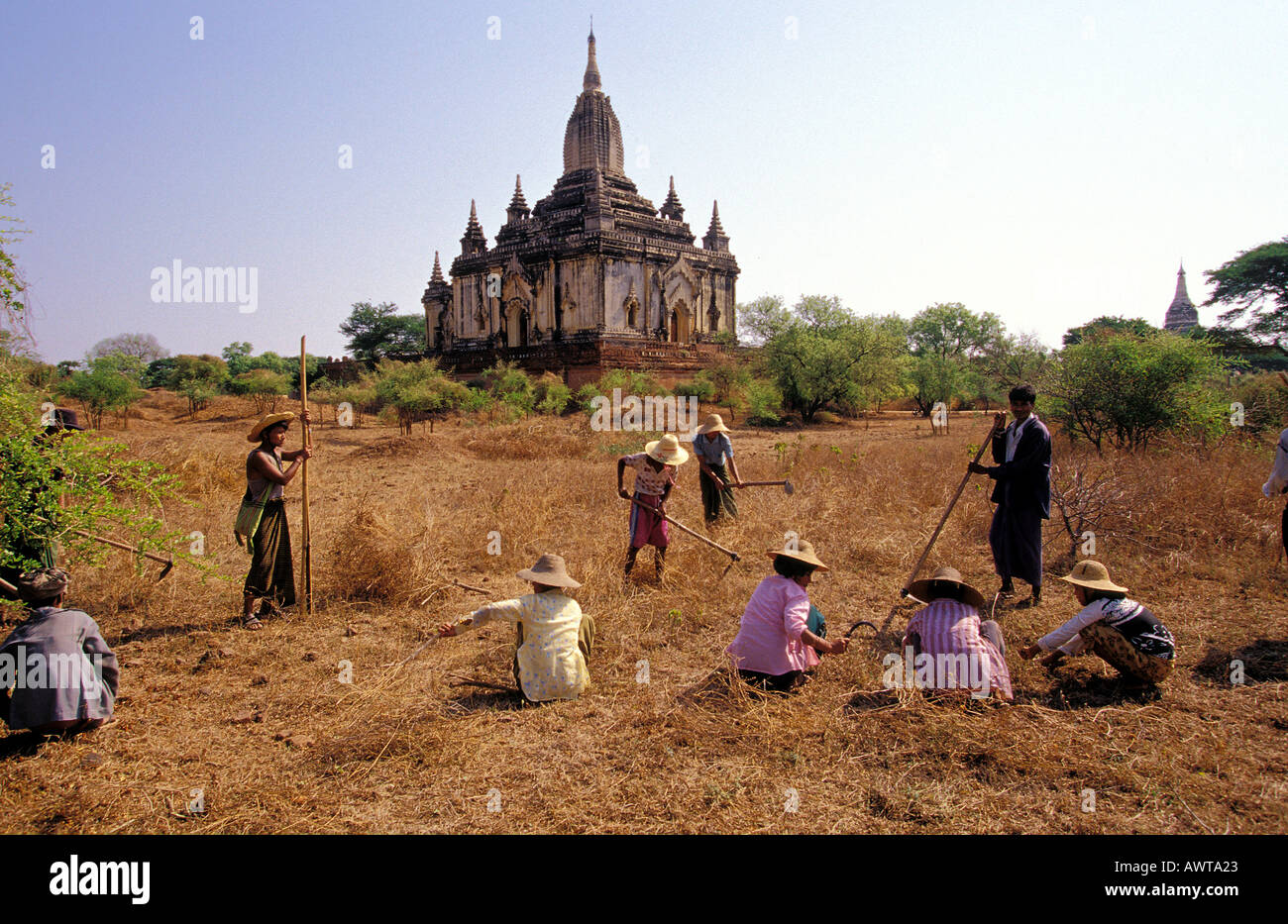 myanmar bagan farmers cutting the grass around the temples in bagan ...