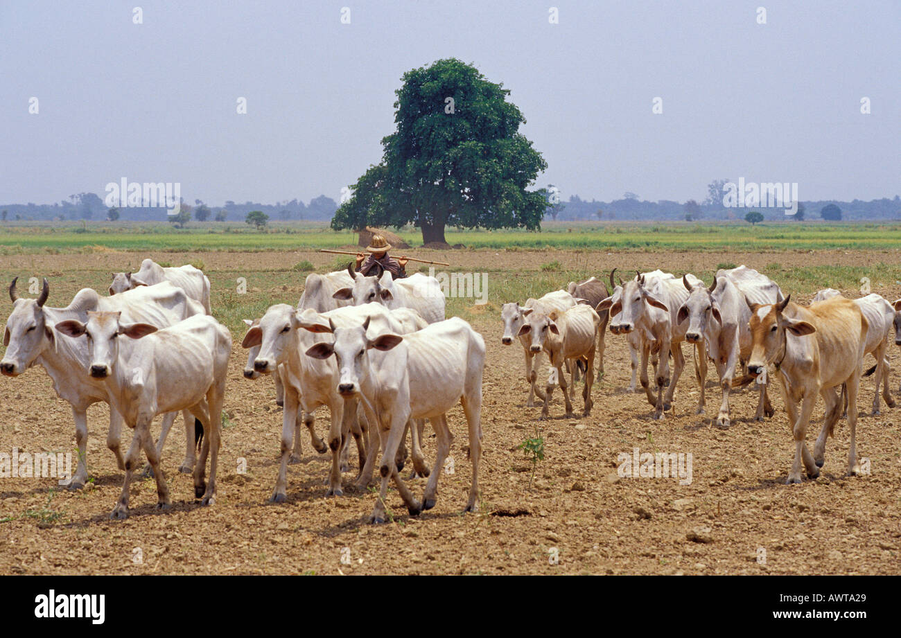 Myanmar mandalay region A man walks in the field herding his cattle ...