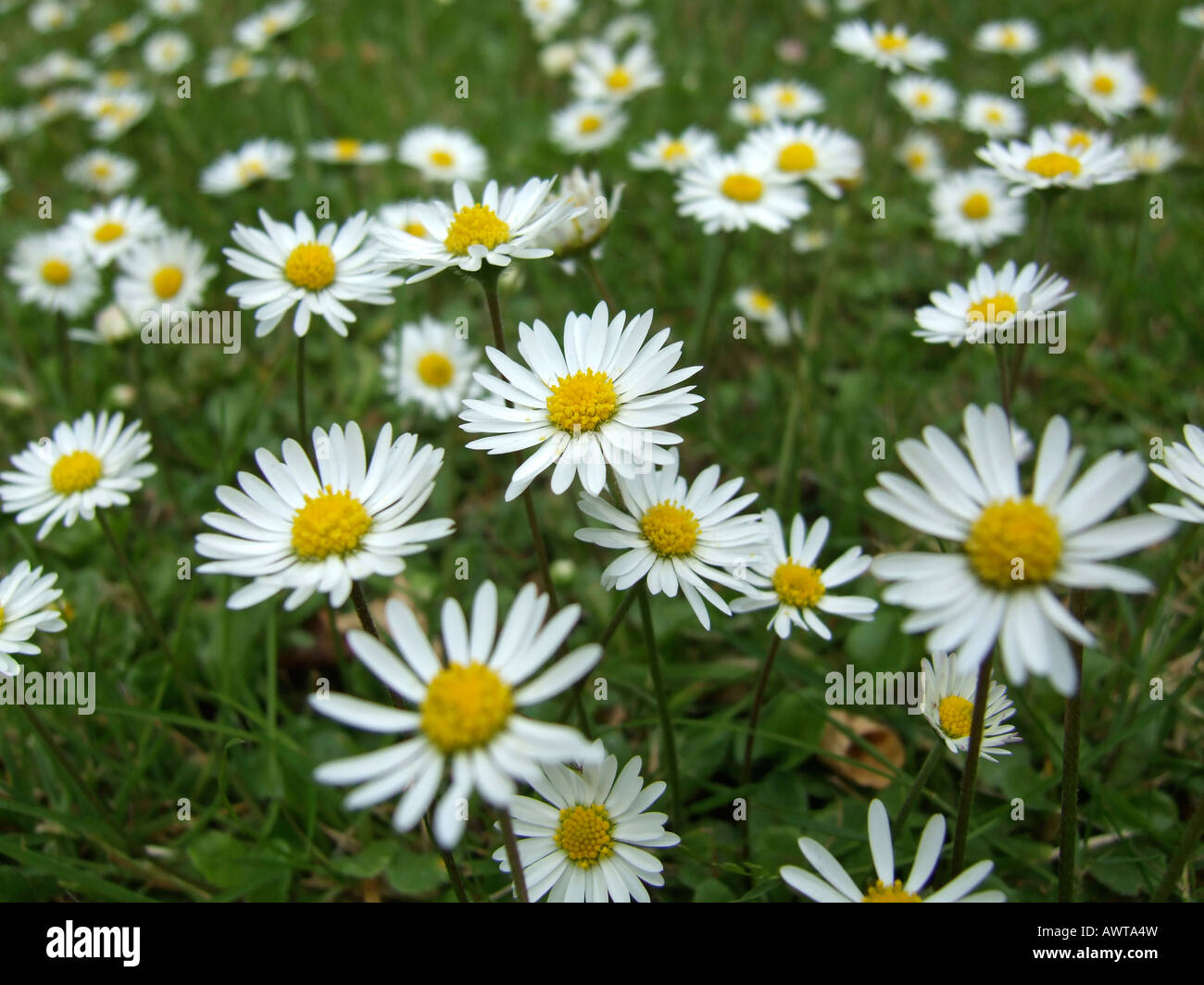 Daisies in grass, Surrey, England, UK Stock Photo - Alamy