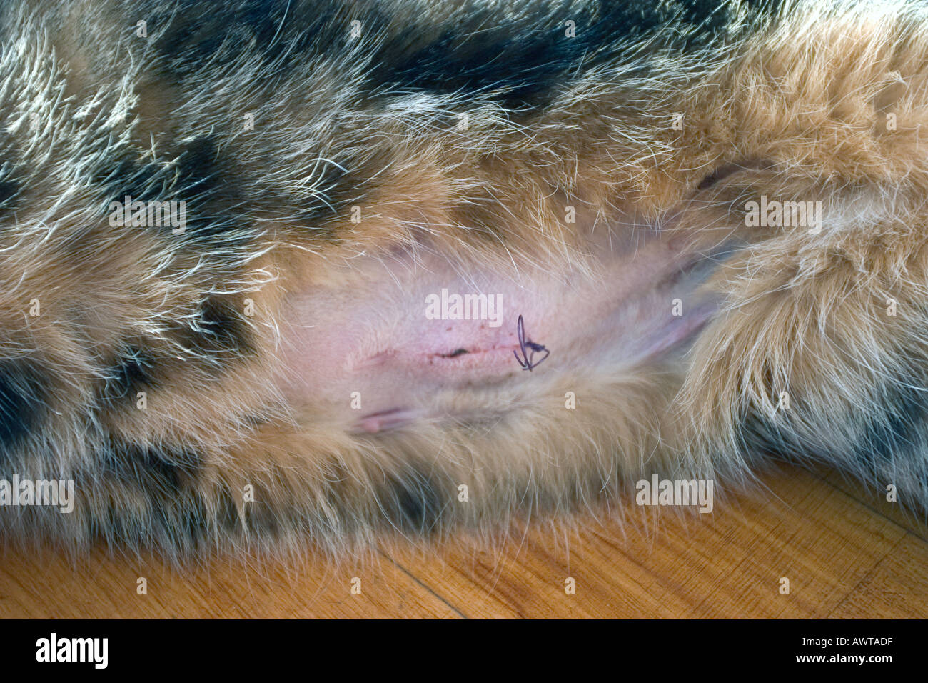 pink scar on a cat stomach Stock Photo - Alamy