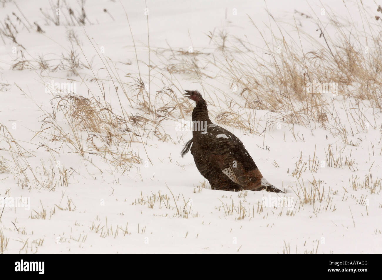 Wild Turkey in winter Stock Photo - Alamy