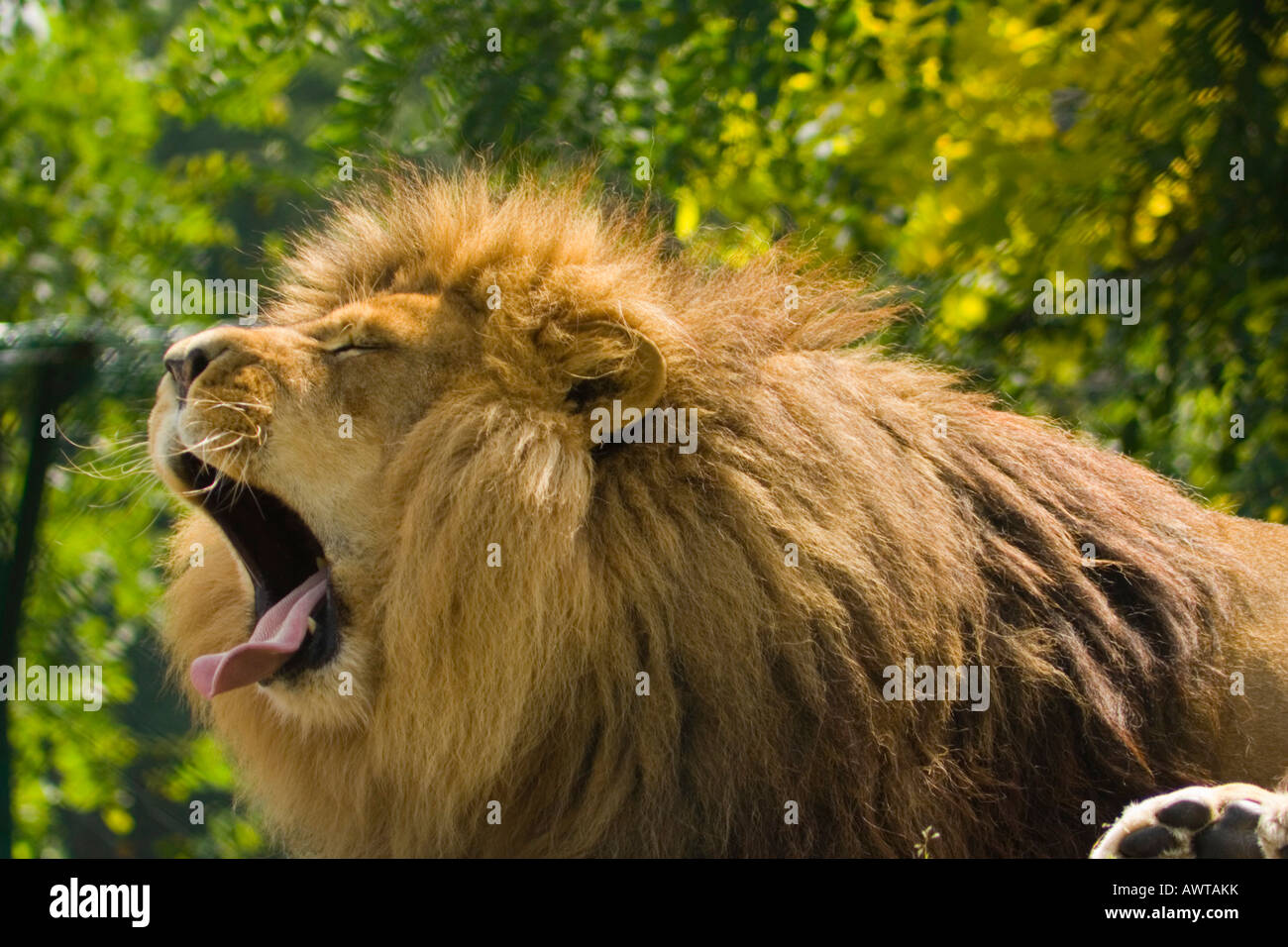 Four lion mouth hi-res stock photography and images - Alamy