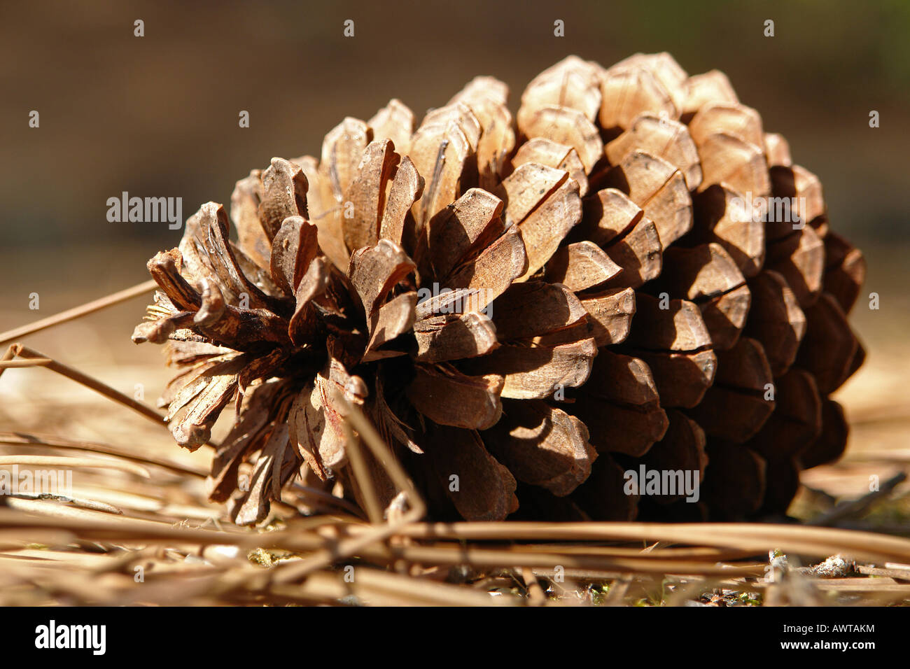Pine wood core hi-res stock photography and images - Alamy