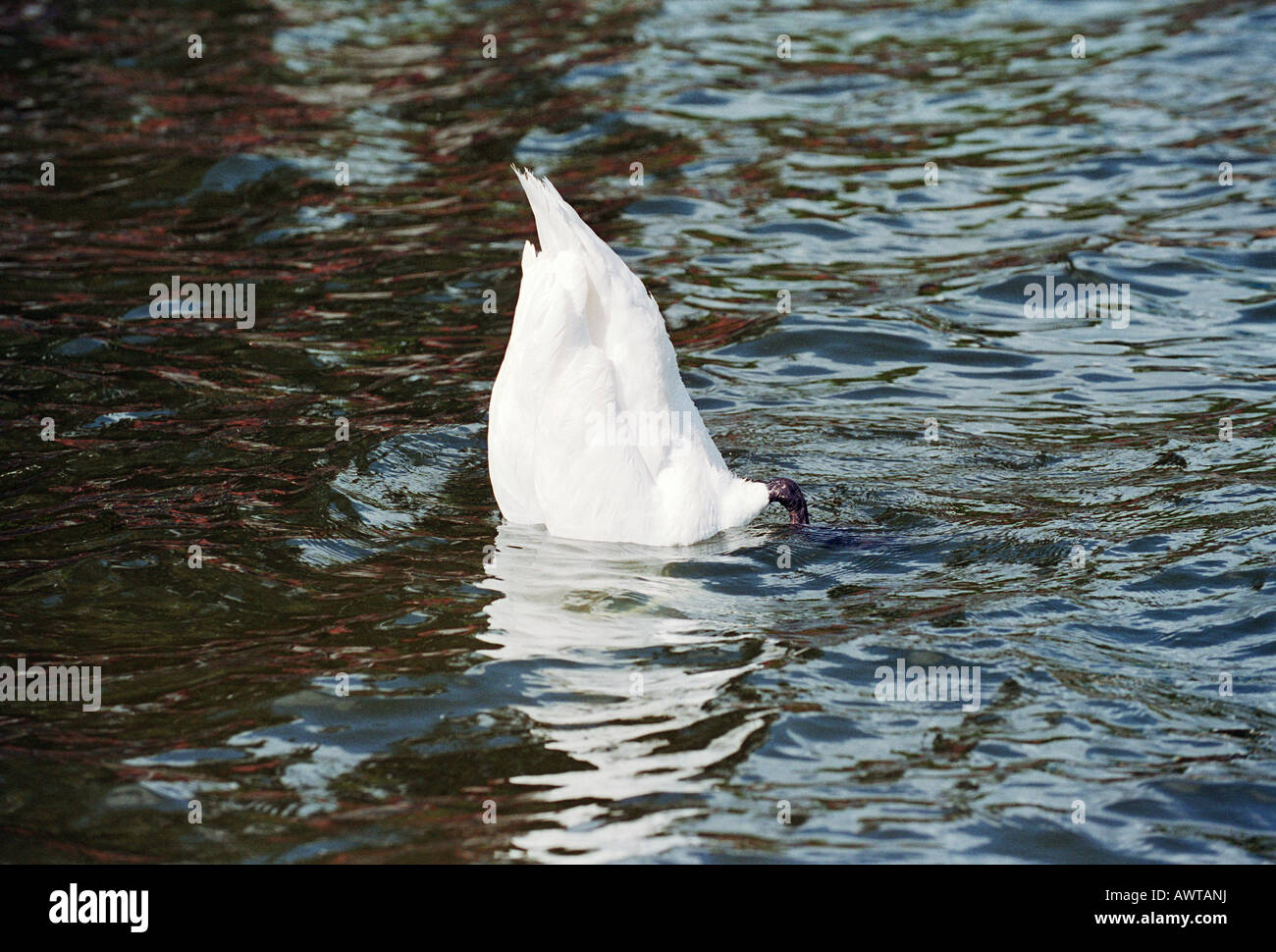 Swan dive underwater hi-res stock photography and images - Alamy