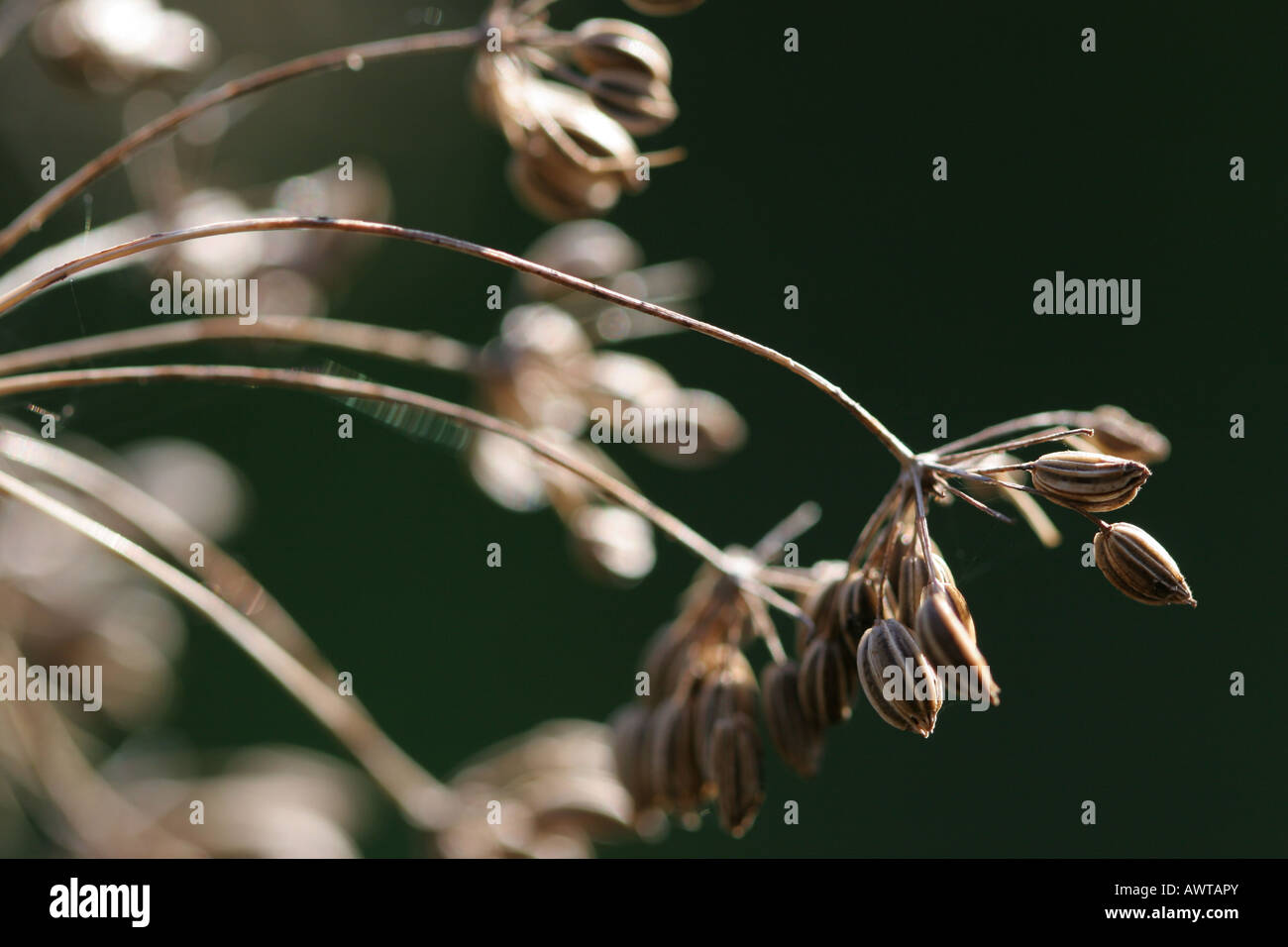 Close up of dried fennel seedheads with green background Stock Photo ...
