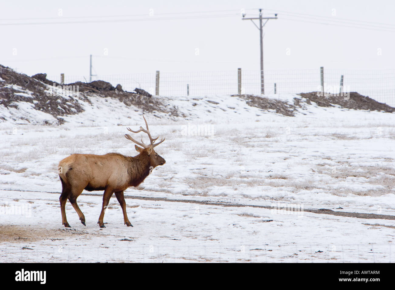 Elk roam about at Pioneer s Park in Lincoln Nebraska USA Stock Photo ...
