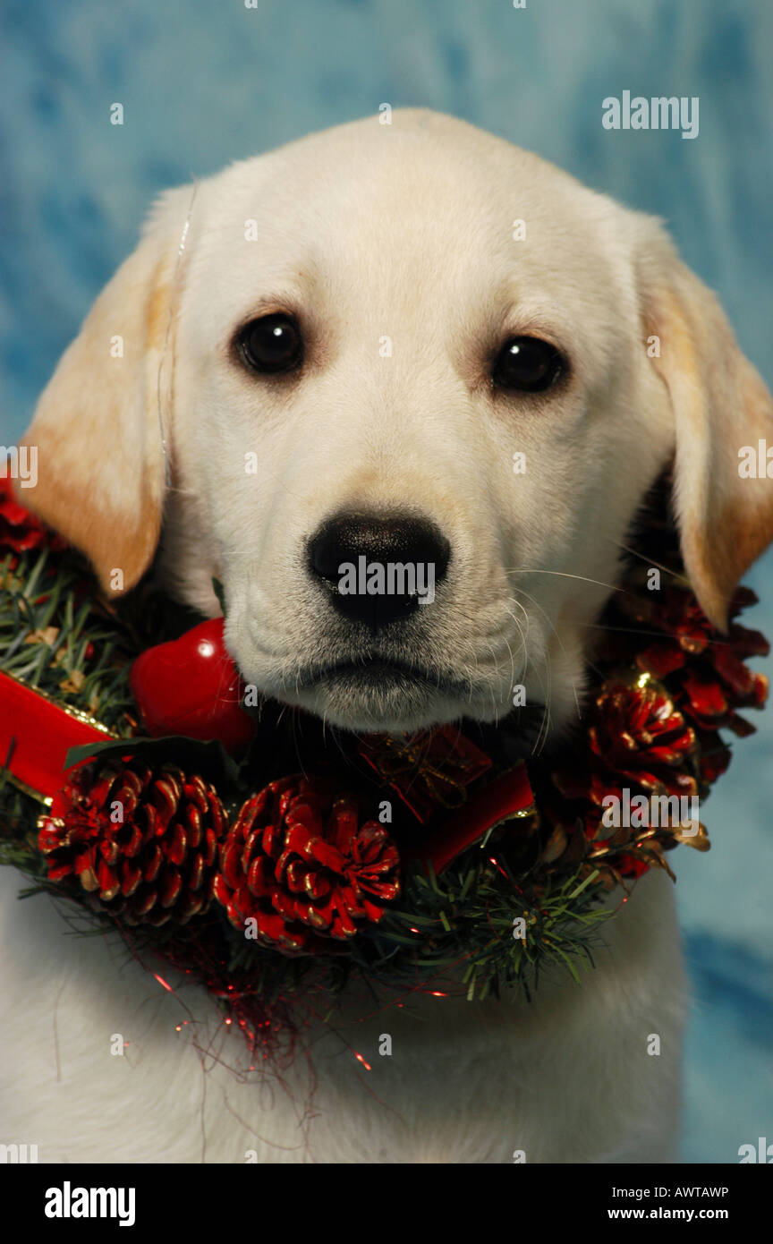 X labrador puppies hi-res stock photography and images - Alamy