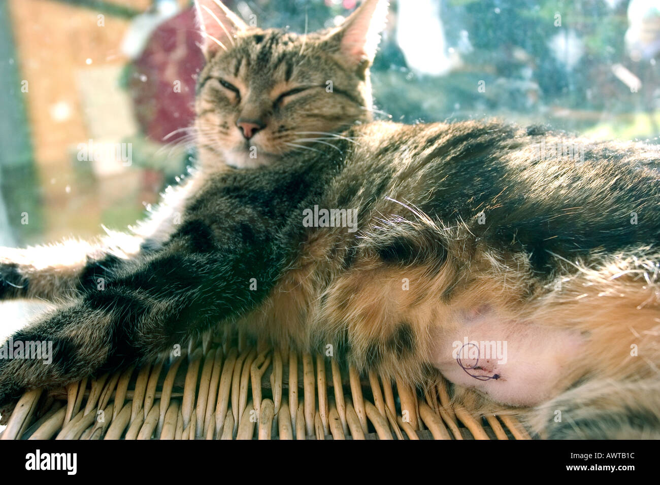 pink scar on a cat stomach Stock Photo - Alamy