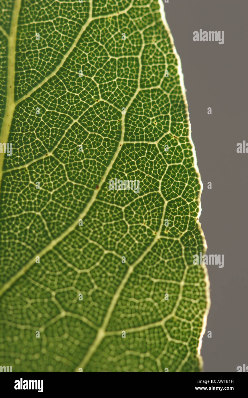 Detail of the vein structure of a bay leaf Stock Photo - Alamy