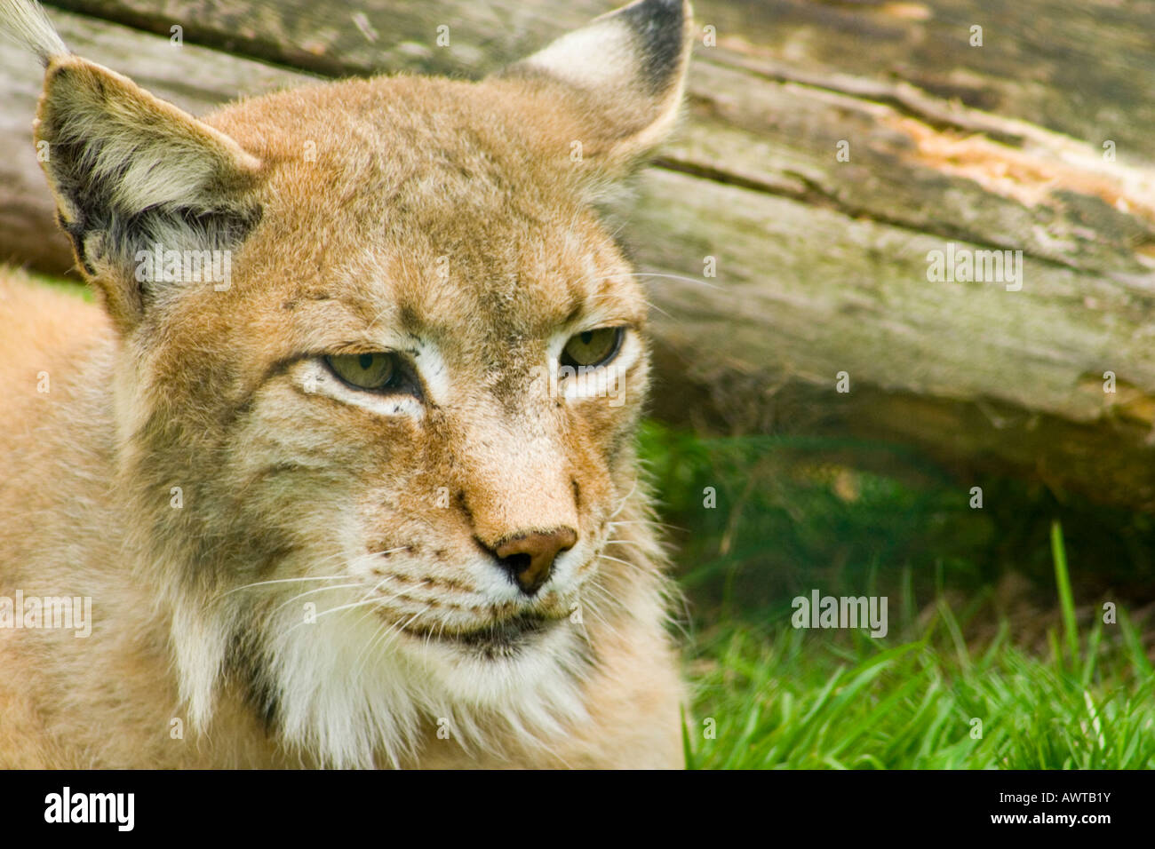 Eurasia lynx hi-res stock photography and images - Alamy